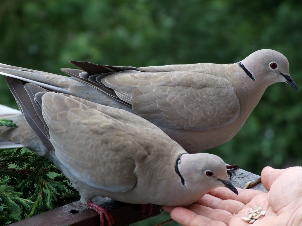 «El príncipe de las palomas» leyendas de fantasmas en Bogotá – LO CHIC ...